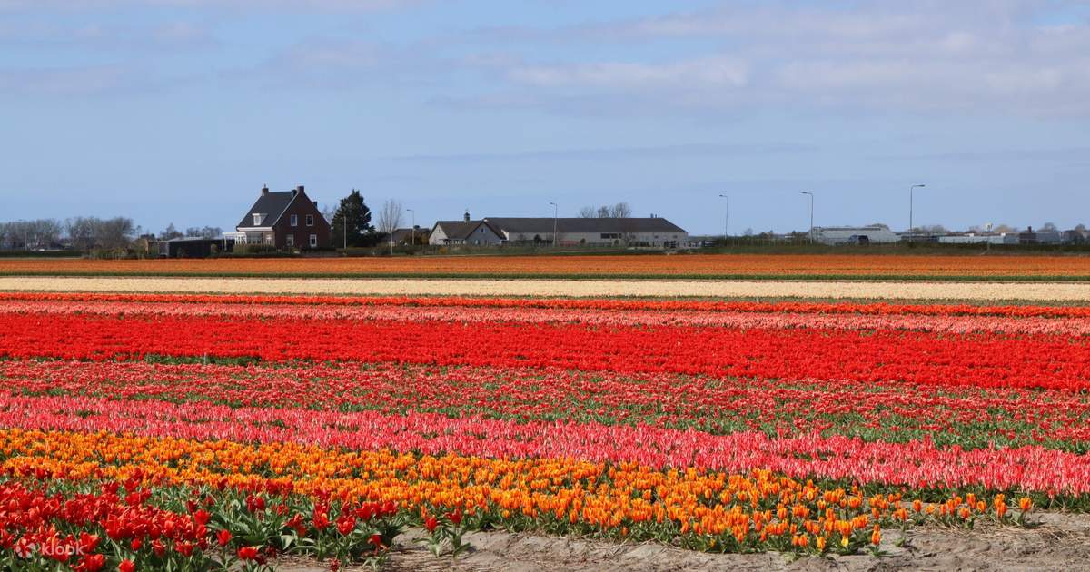 튤립 투어 큐켄호프keukenhof 및 시티 투어 델프트delft 아름다운 튤립 들판을 탐험해보세요 클룩 Klook 한국